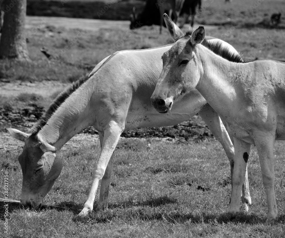 The onager (Equus hemionus), also known as hemione or Asiatic wild ass ...