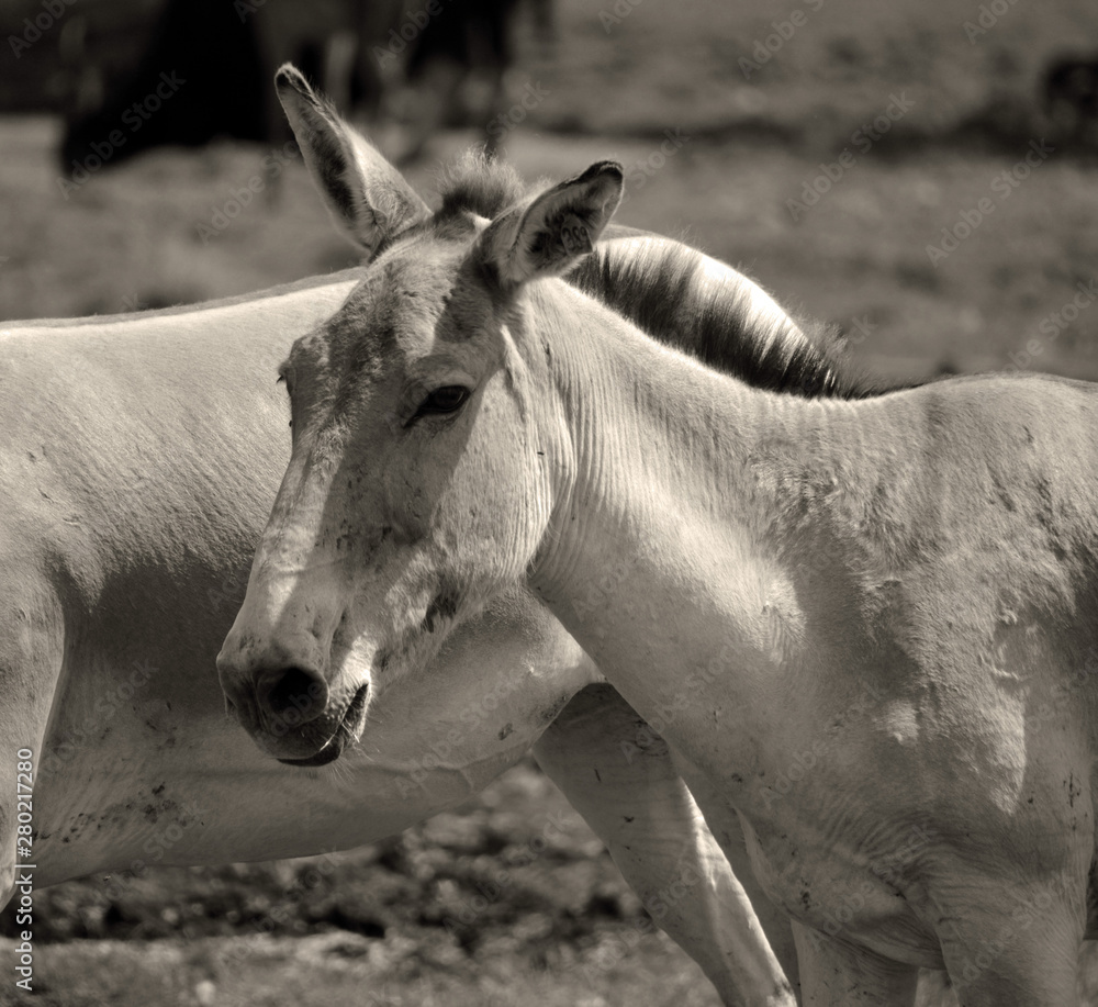 The onager (Equus hemionus), also known as hemione or Asiatic wild ass ...