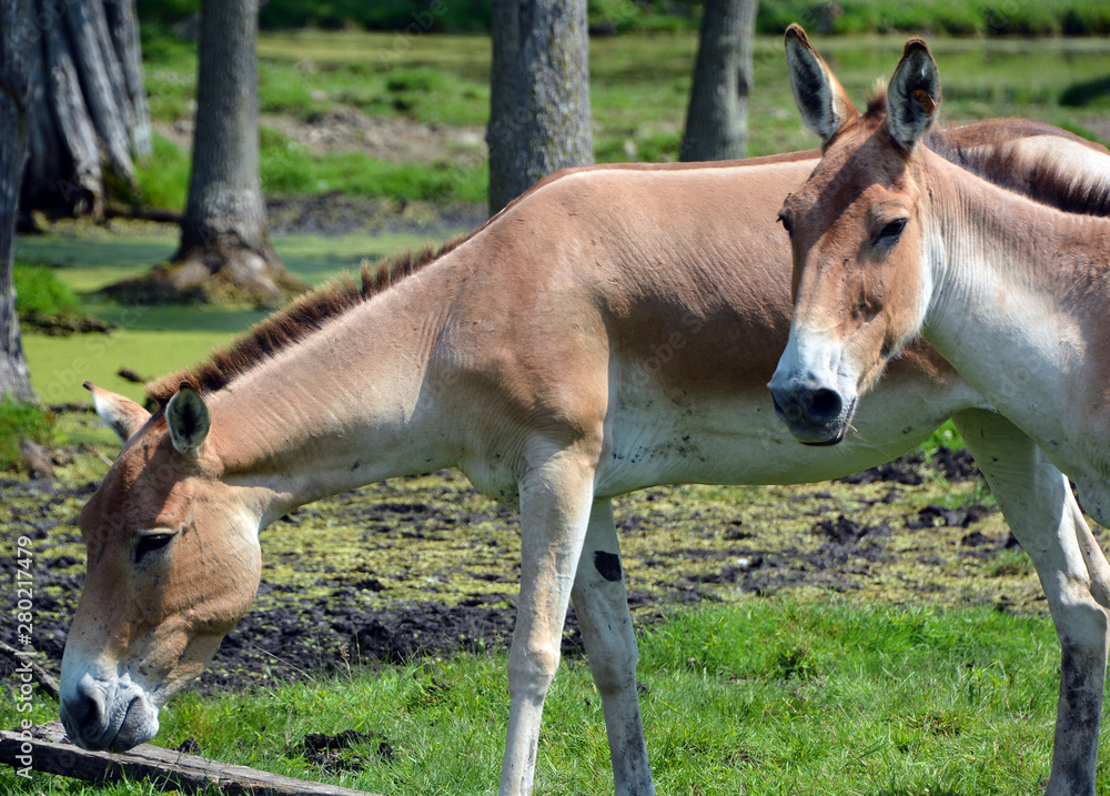 The onager (Equus hemionus), also known as hemione or Asiatic wild ass ...