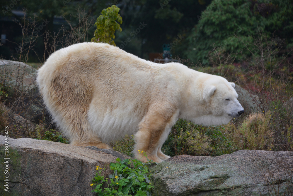 The polar bear (Ursus maritimus) is a bear native largely within the ...