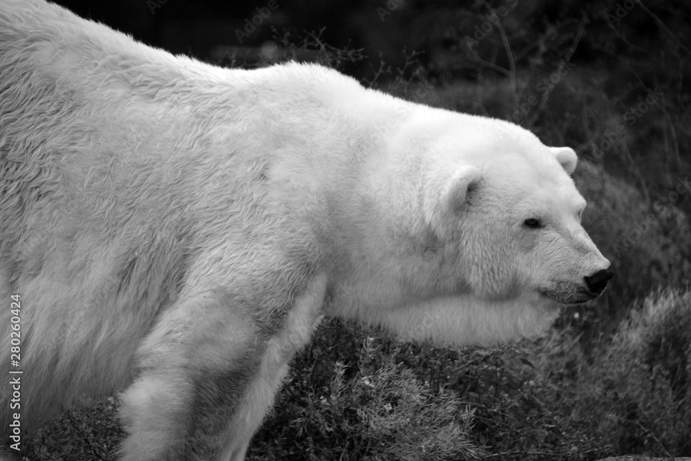 The polar bear (Ursus maritimus) is a bear native largely within the ...