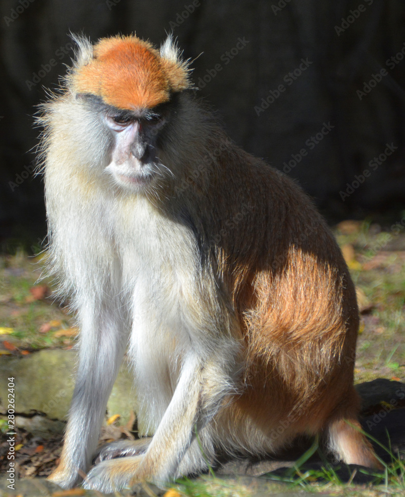 The patas monkey (Erythrocebus patas), also known as the wadi monkey or ...