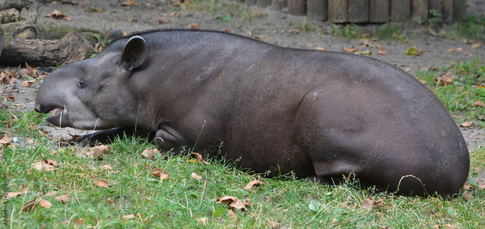 The South American tapir (Tapirus terrestris), Brazilian tapir (from ...