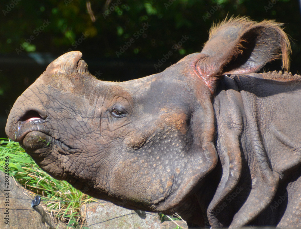 The Indian Rhinoceros (Rhinoceros unicornis) is also called Greater One ...