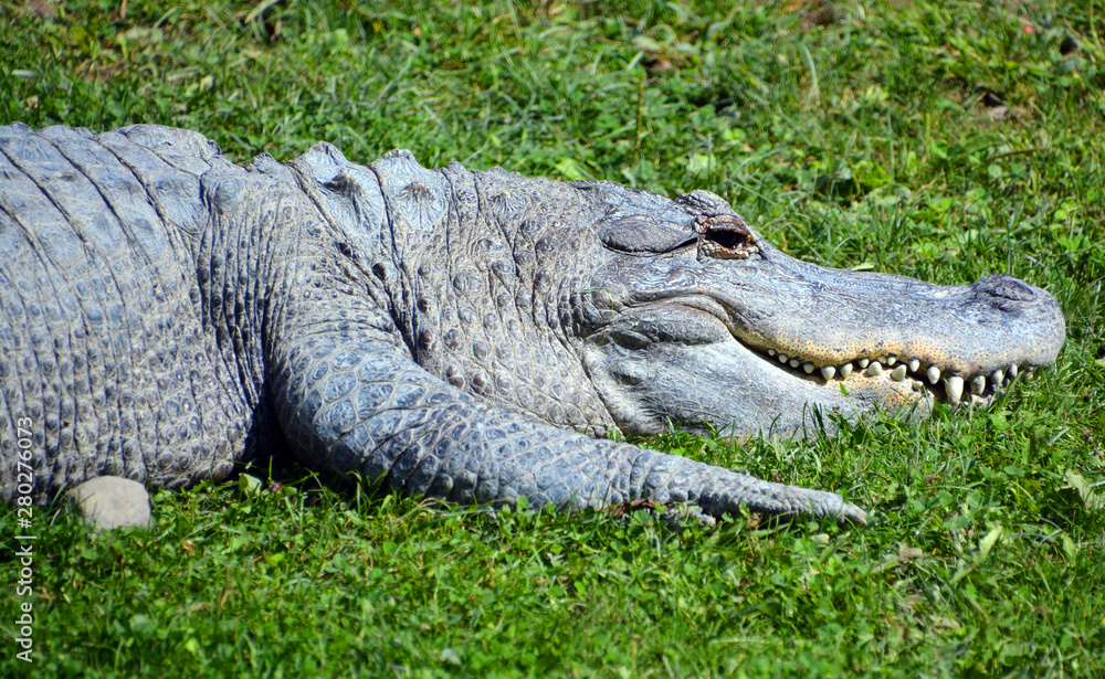 An alligator is a crocodilian in the genus Alligator of the family ...