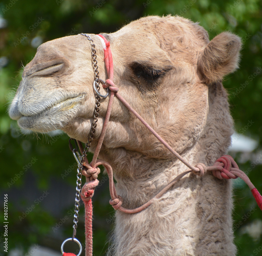 Camel is an ungulate within the genus Camelus, bearing distinctive ...