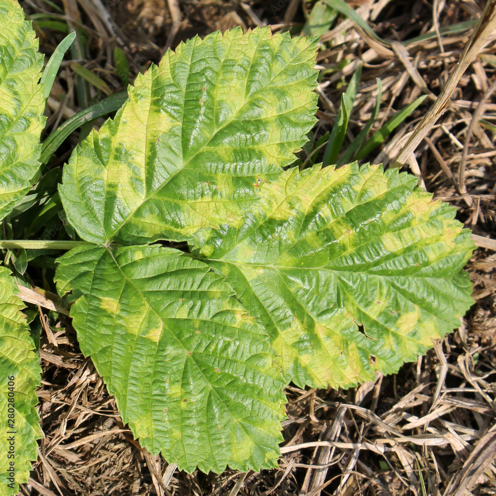 Rubus Idaeus Leaf