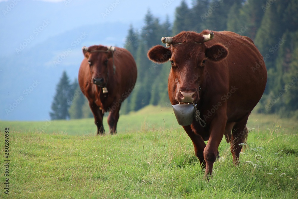 Czerwone krowy w górach Stock Photo | Adobe Stock