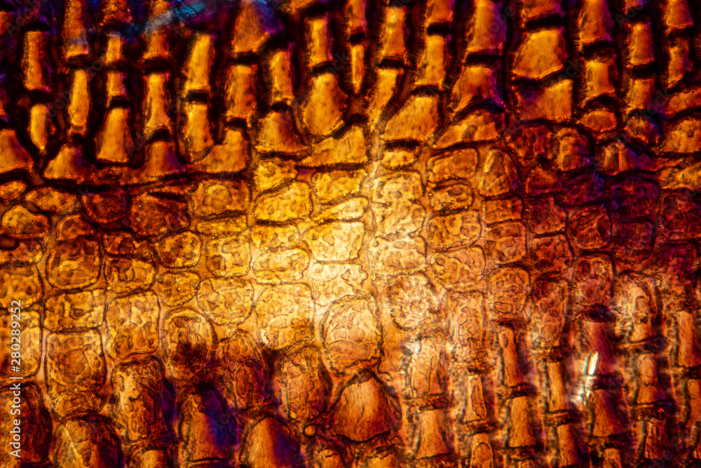 Abstract micrograph of a scale from a red snapper fish. Stock Photo ...