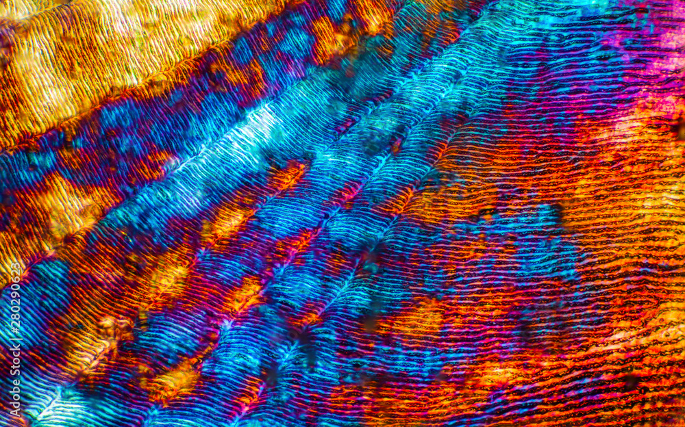 Abstract micrograph of a scale from a red snapper fish. Stock Photo ...