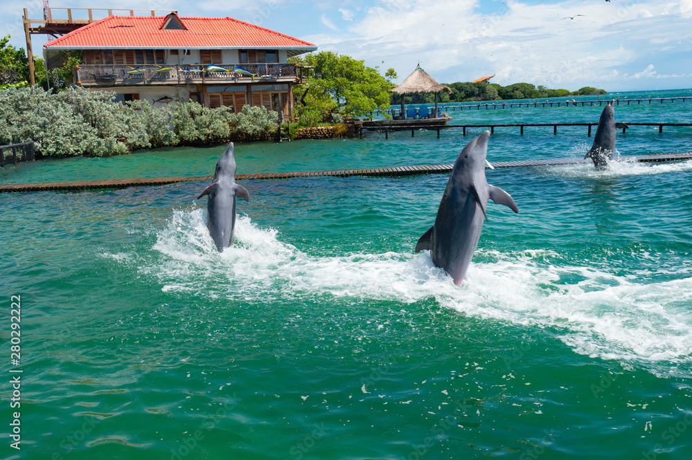 delfines oceanario islas del rosario de cartagena colombia america ...