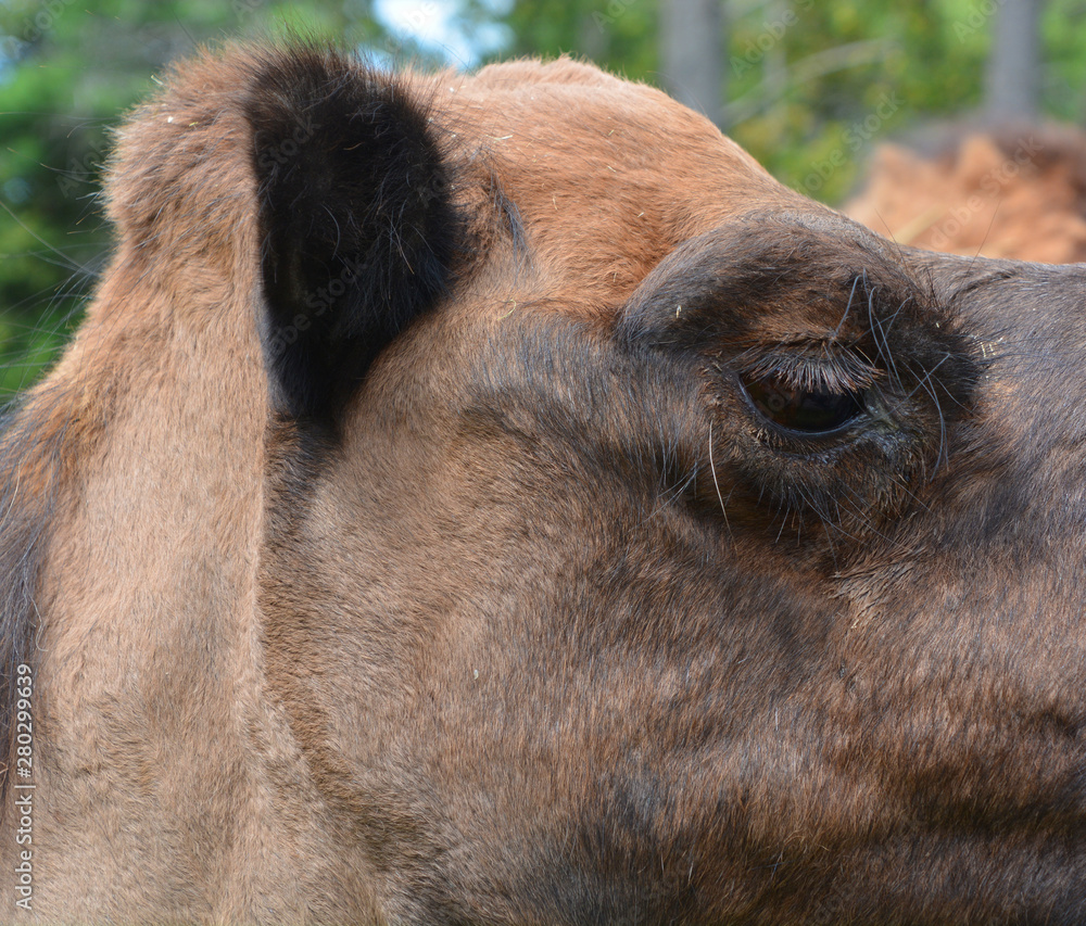 Camel is an ungulate within the genus Camelus, bearing distinctive ...