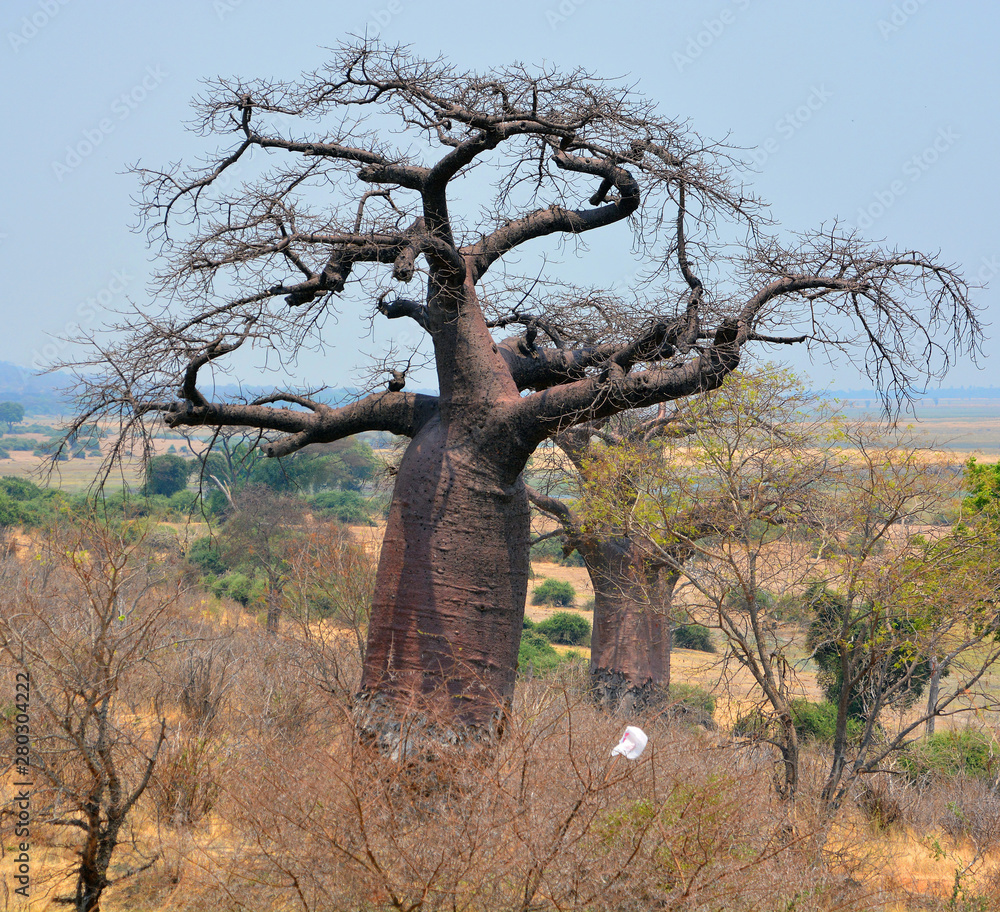 Baobab or boab, boaboa, bottle tree, upside-down tree, and monkey bread ...