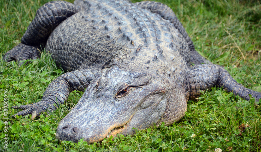 An alligator is a crocodilian in the genus Alligator of the family ...