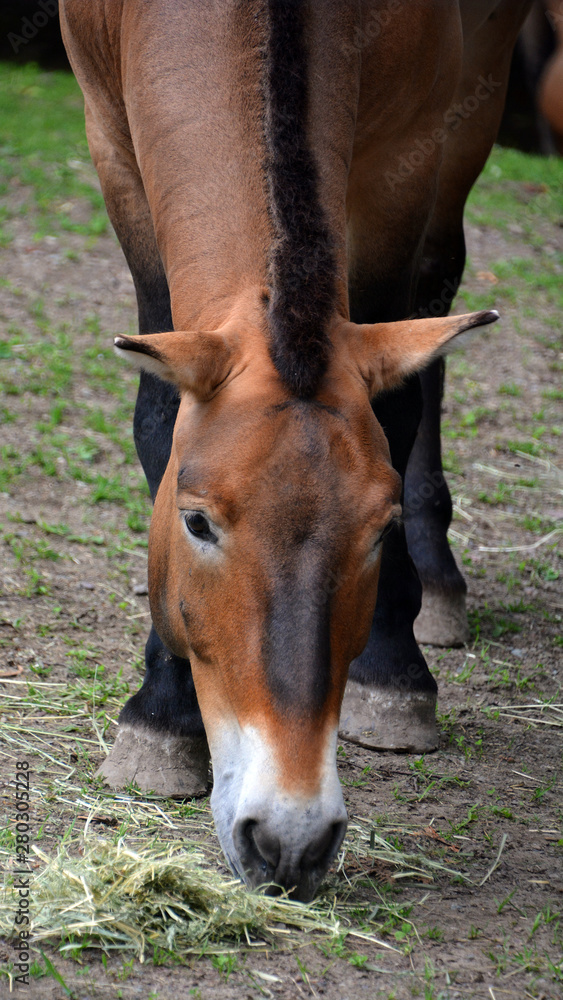 Baobab or boab, boaboa, bottle tree, upside-down tree, and monkey bread ...