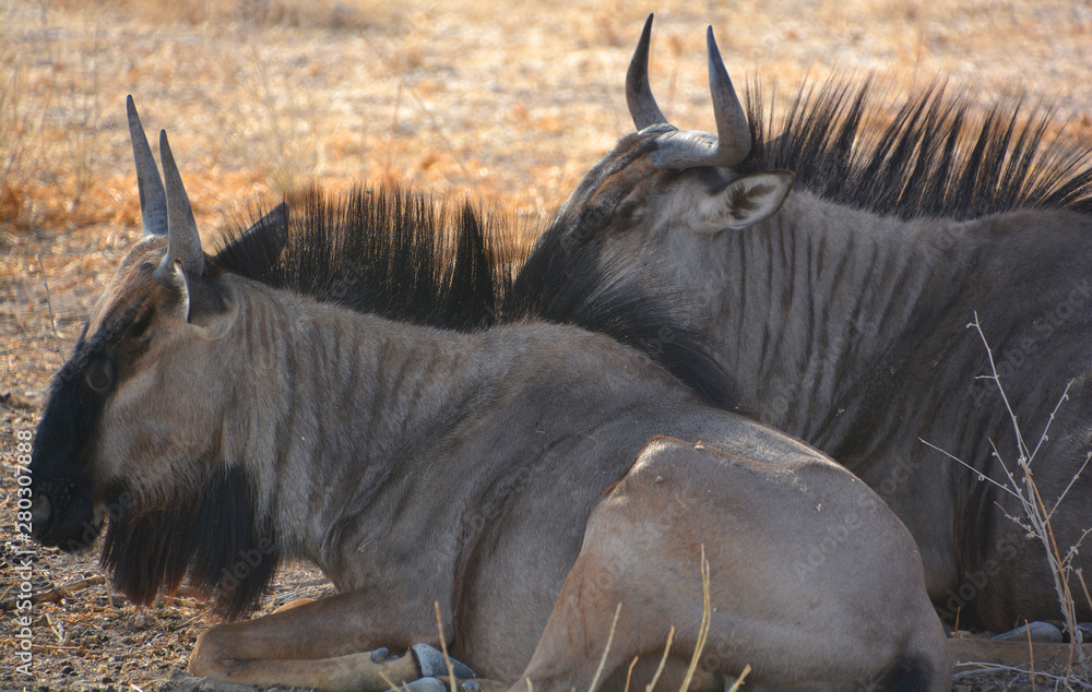 The wildebeest (plural wildebeest, wildebeests or wildebai), also ...