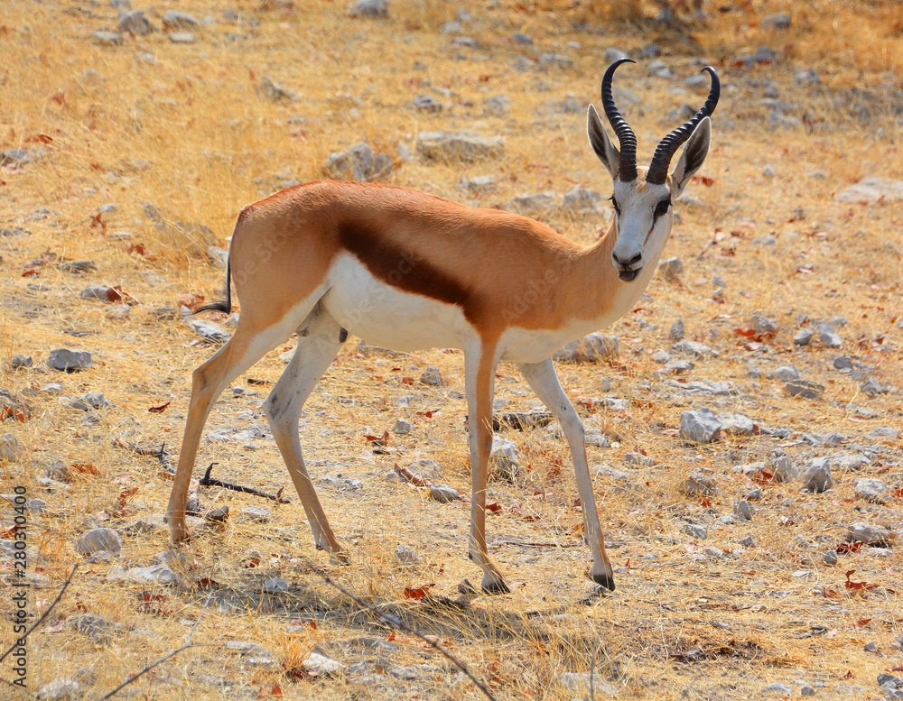 The Thomson gazelle (Eudorcas thomsonii) is one of the best-known ...