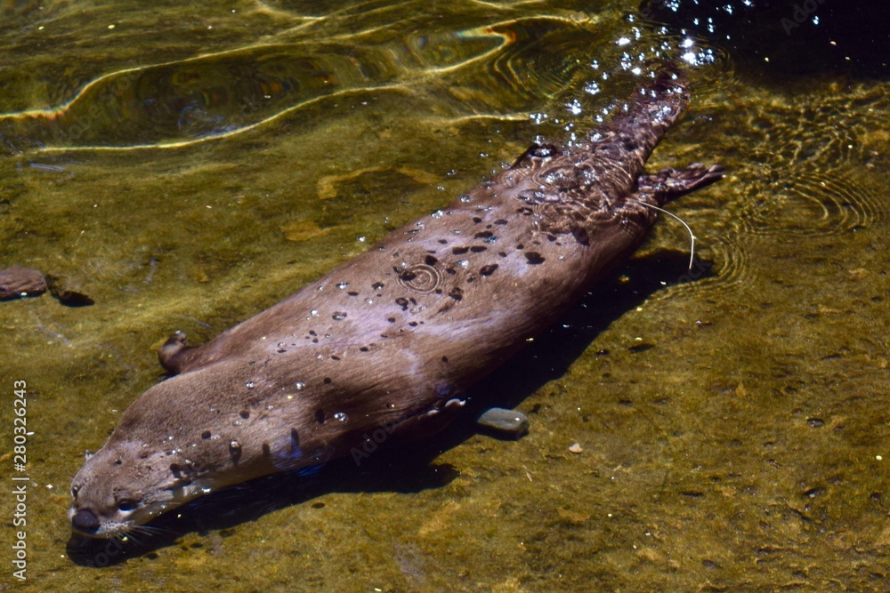 North american river otter underwater zooms Stock Photo | Adobe Stock