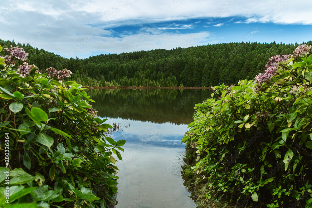 Lowe angle view of beautiful lake between two bushes of gortenzias and ...