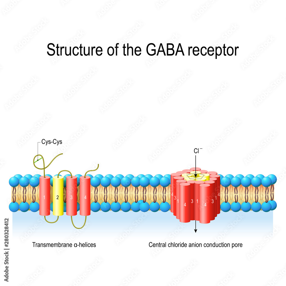 Structure of the GABA receptor. Central chloride anion conduction pore ...