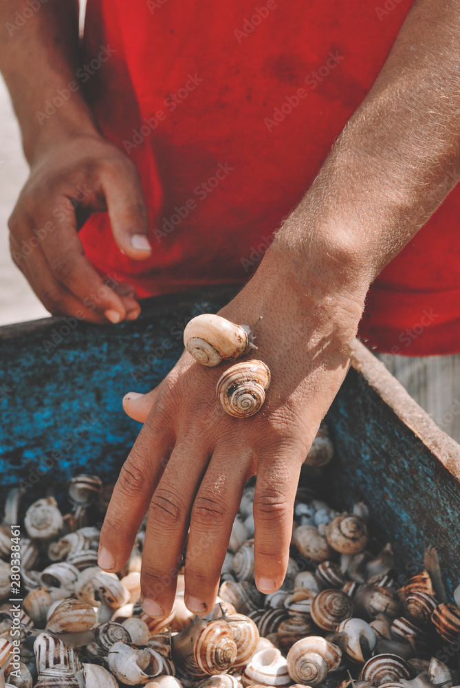 Raw snails. Organic Farming. Snail Farming. Mollusk snails with brown ...