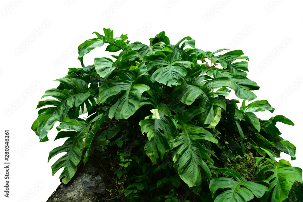 Jungle tree trunk with tropical foliage plants, climbing Monstera ...
