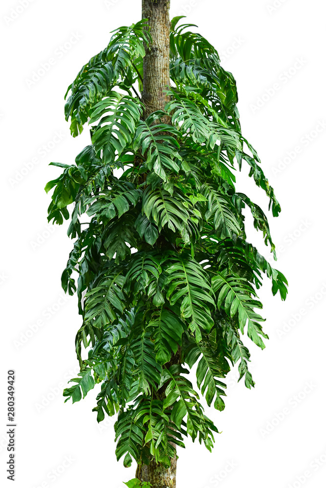 Jungle tree trunk with tropical foliage plants, climbing Monstera ...