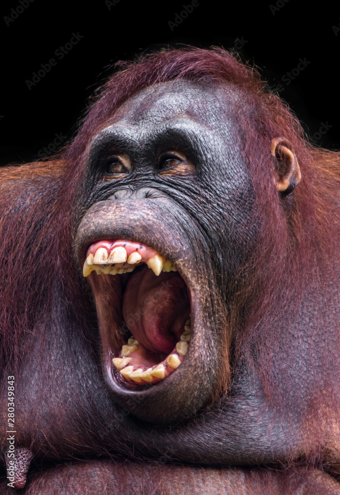 Orangutan Lips