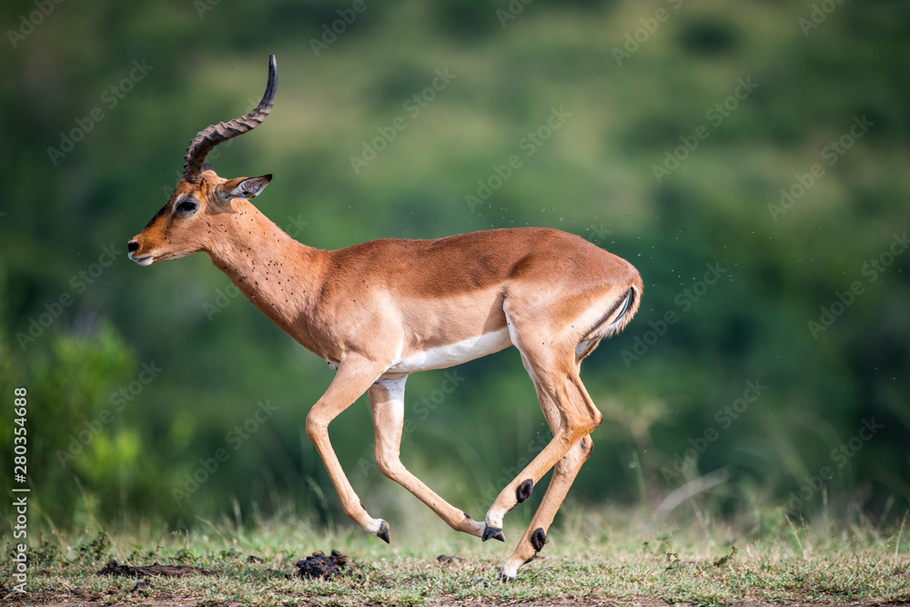 Impala ram running Stock Photo | Adobe Stock