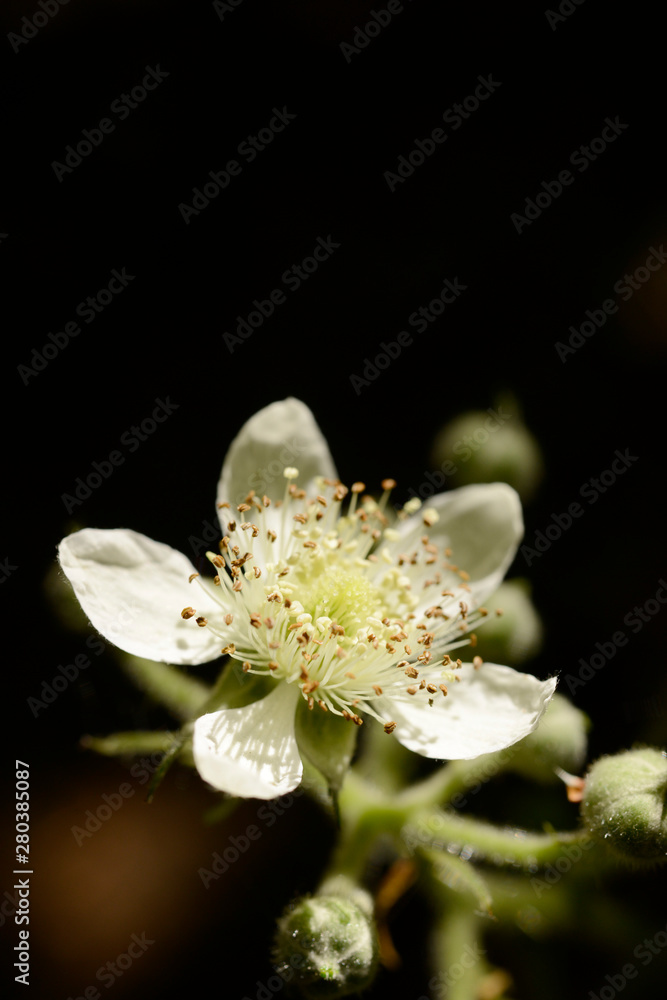 fleur de murier Stock Photo | Adobe Stock