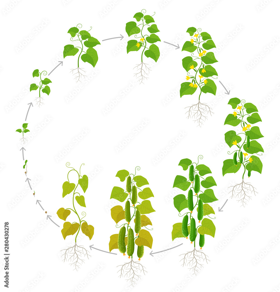 Cucumber plant. Growth stages. Vector illustration. Ripening period ...