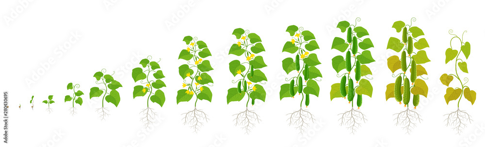Cucumber plant. Growth stages. Vector illustration. Ripening period ...