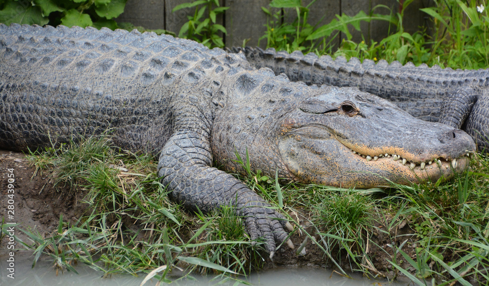 Foto de An alligator is a crocodilian in the genus Alligator of the ...