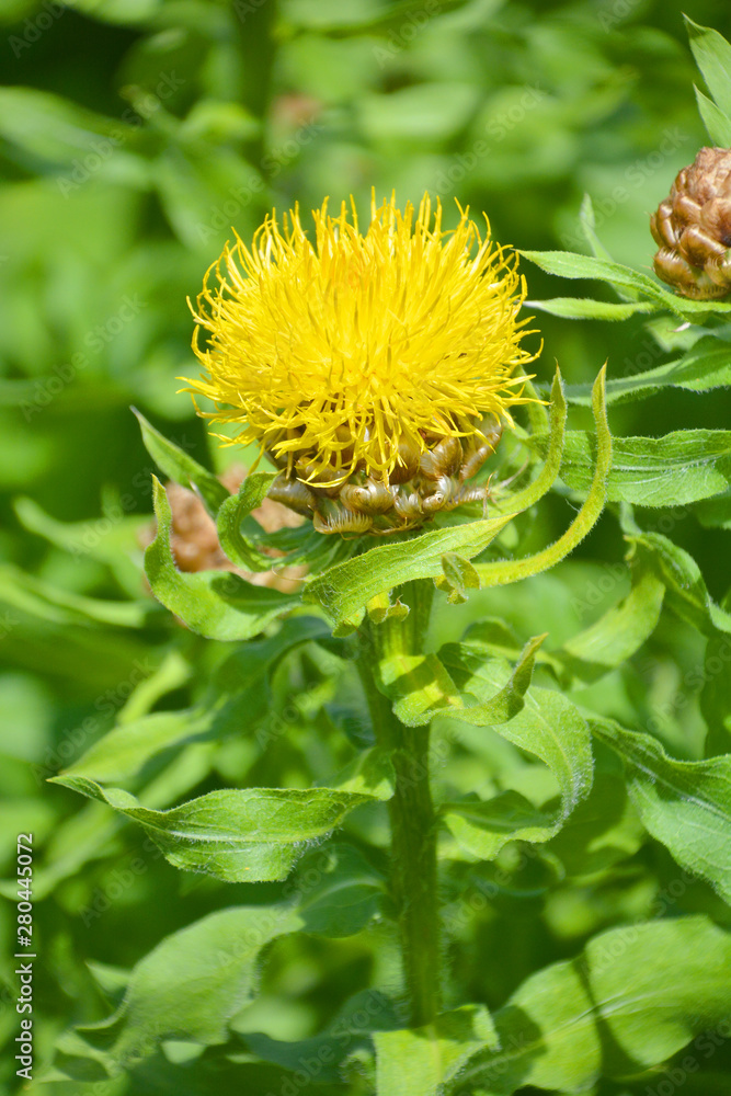 Safflower (Carthamus tinctorius) is a highly branched, herbaceous ...
