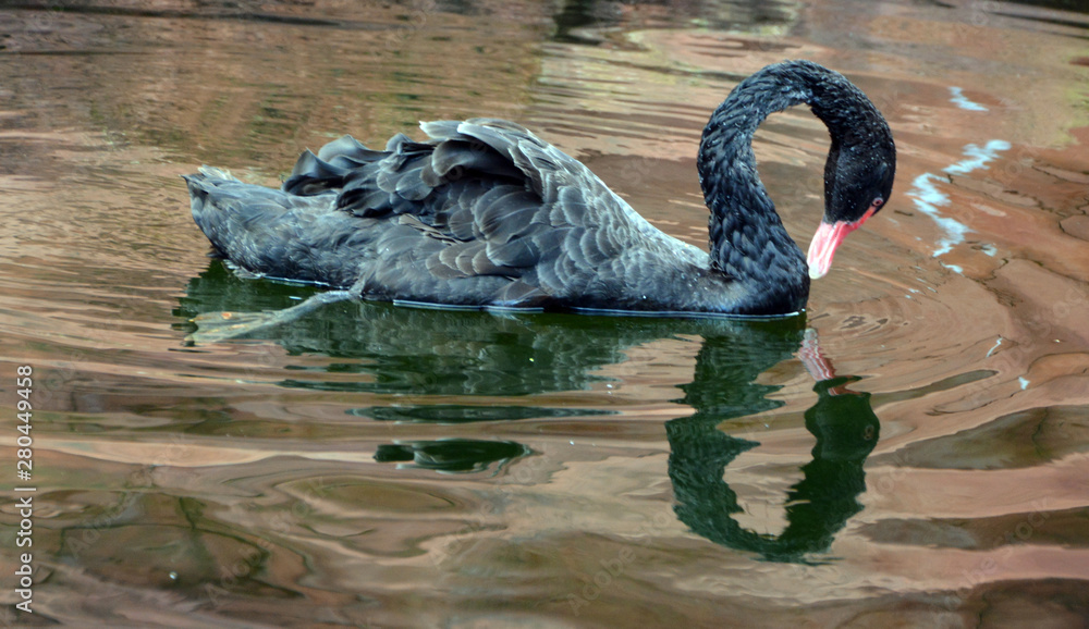 Black swan is a large waterbird, a species of swan which breeds mainly ...
