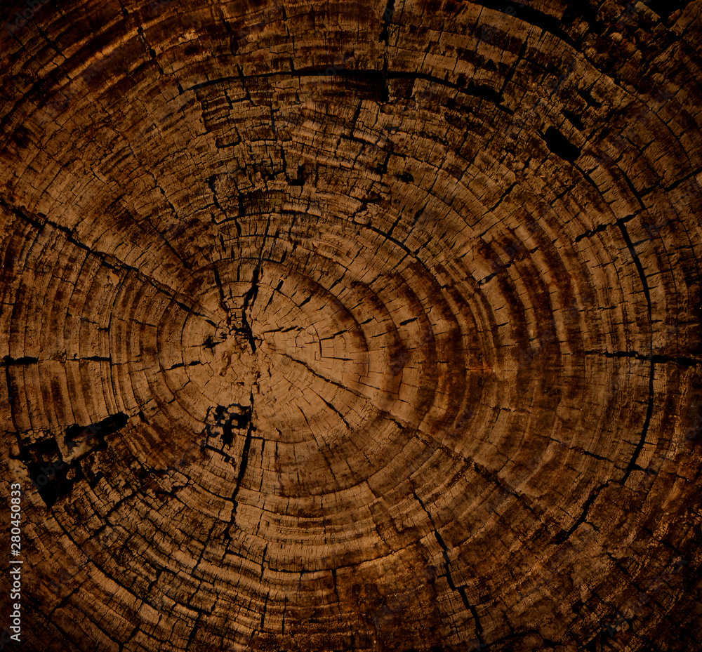 Aged cracked wood log end grain from a felled tree with rings and ...