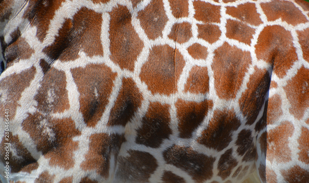 Foto de The giraffe close up skin (Giraffa camelopardalis) is an African even-toed ungulate ...