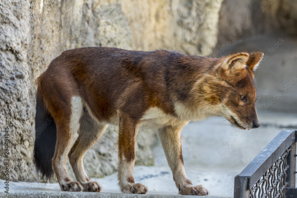 The dhole standing on the rock and looking away, side view. Asian ...