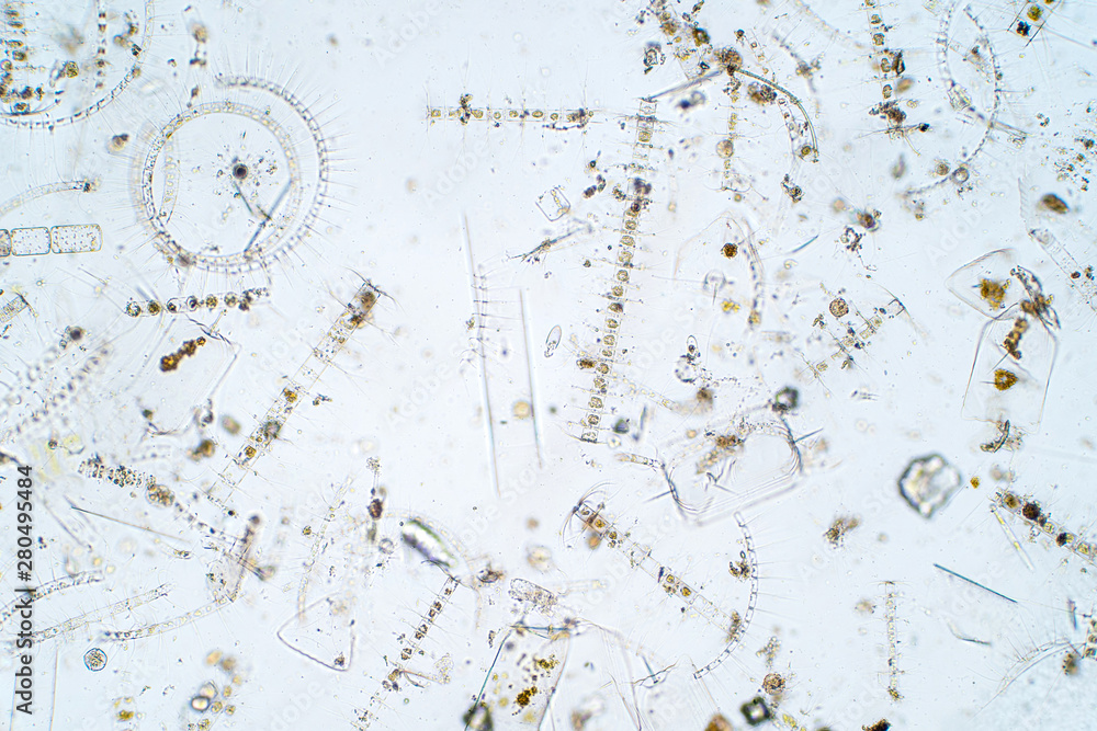 Marine aquatic plankton under microscope view. Stock Photo | Adobe Stock