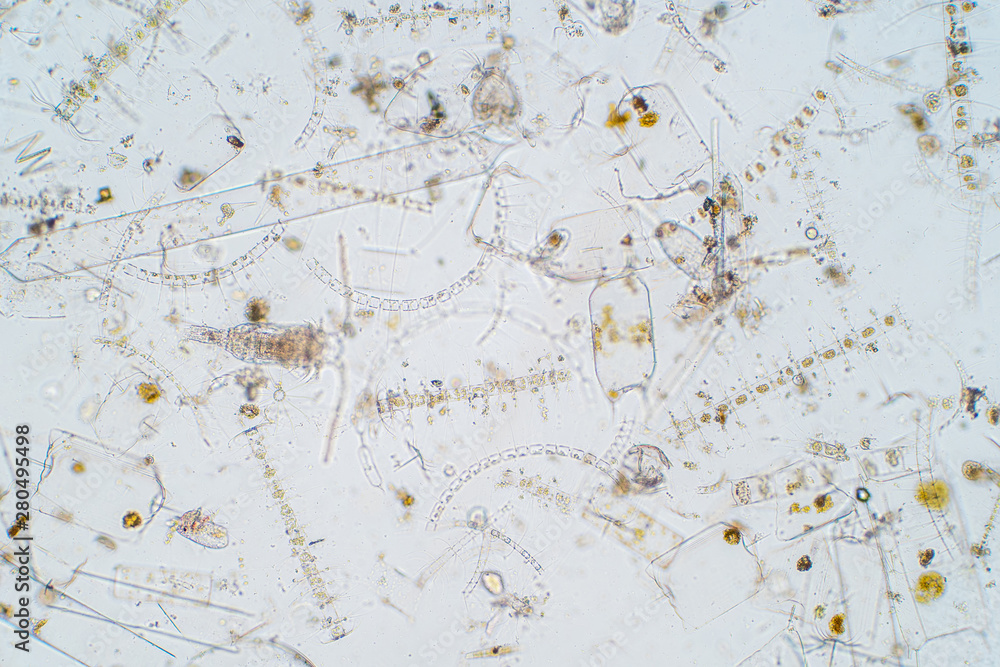 Marine aquatic plankton under microscope view. Stock Photo | Adobe Stock