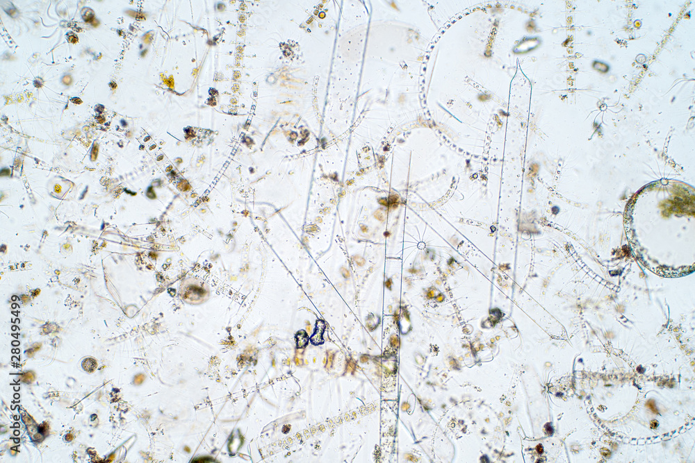 Marine aquatic plankton under microscope view. Stock Photo | Adobe Stock