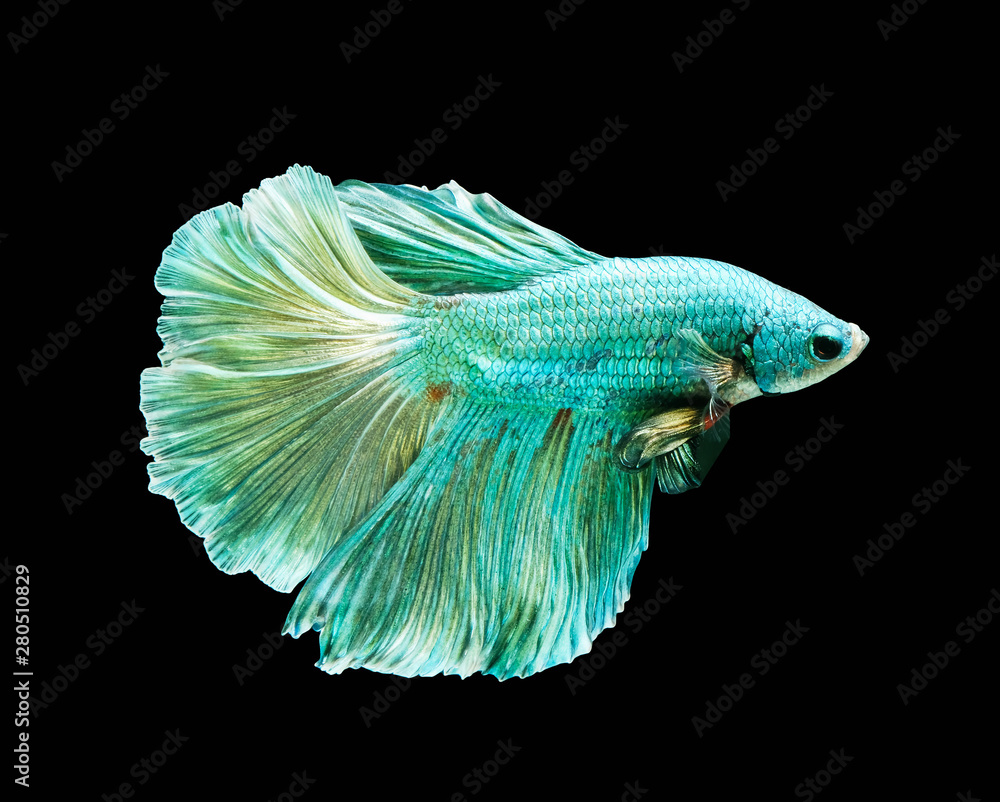 Green Halfmoon Betta