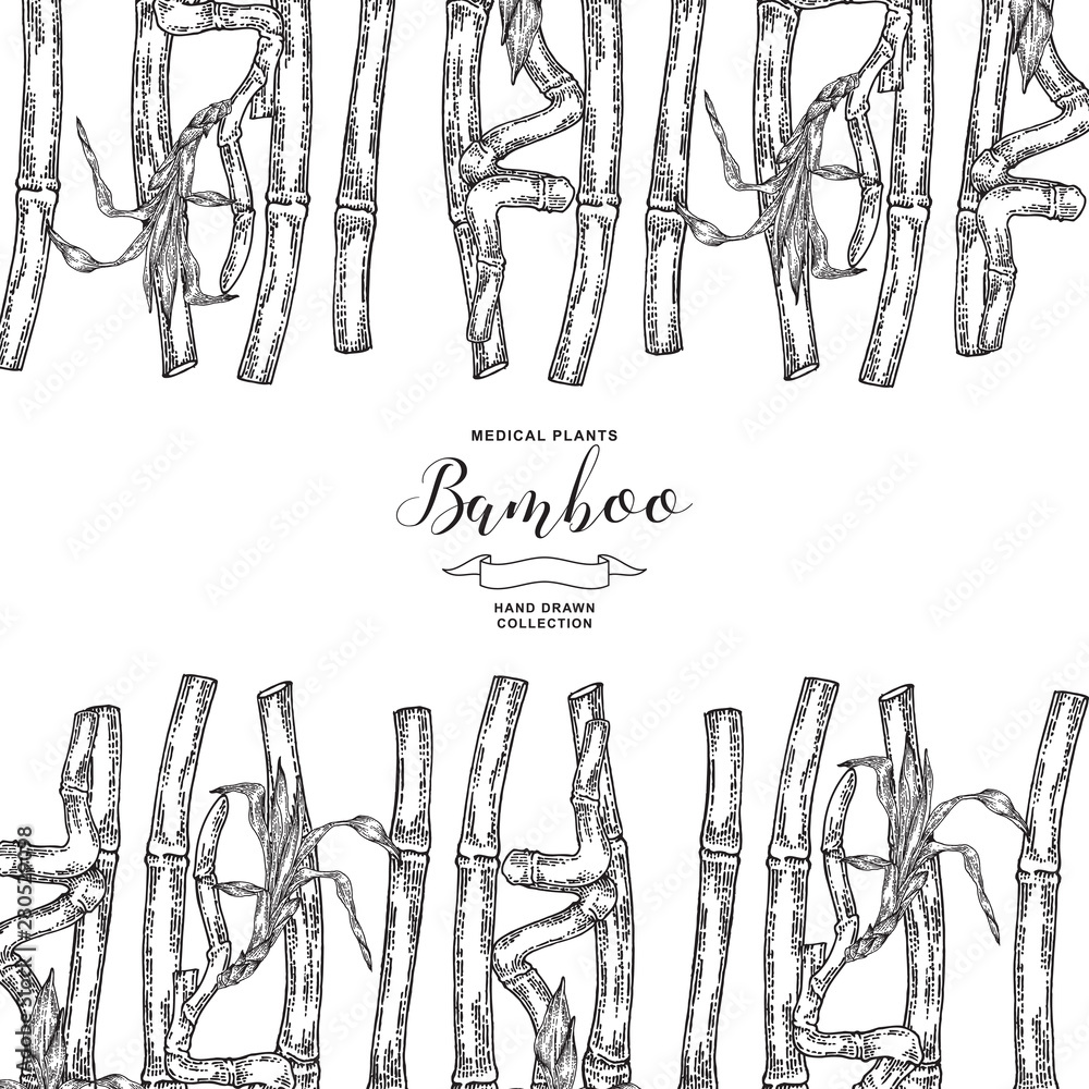 Bamboo plant background. Hand drawn leaves and branches of bamboo ...