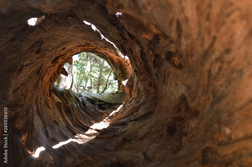 Inside a hollow log Stock Photo | Adobe Stock