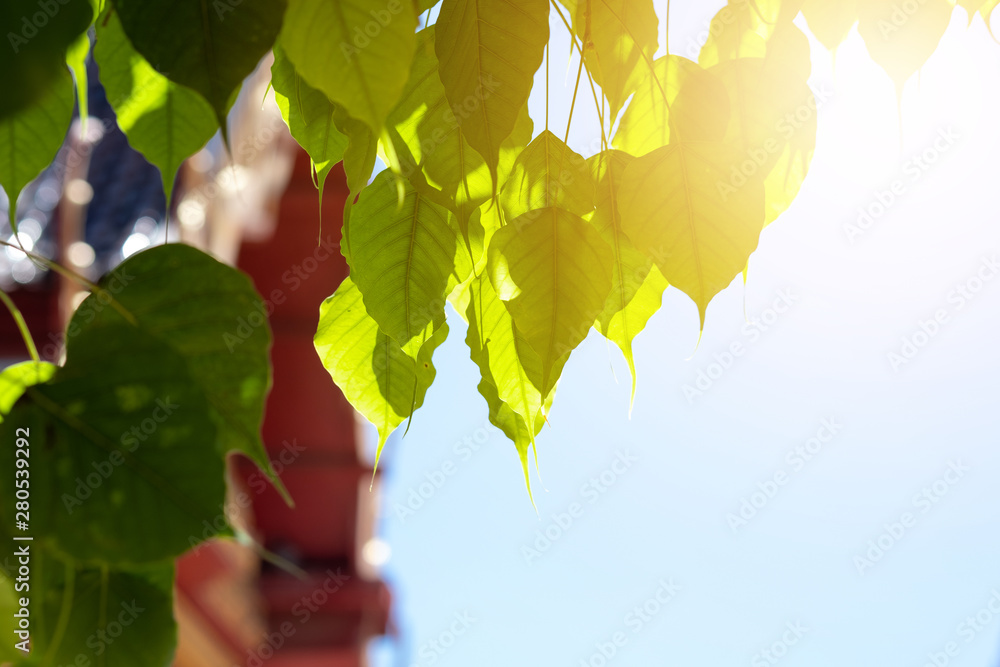 Green leaf Pho leaf, (bo leaf, bothi leaf) with sunlight in nature. Bo ...