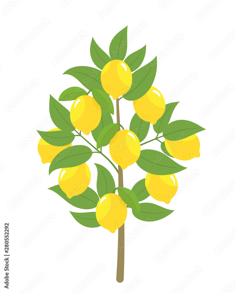 Lemon tree. Vector illustration. Fruit tree plant. Flat vector color ...