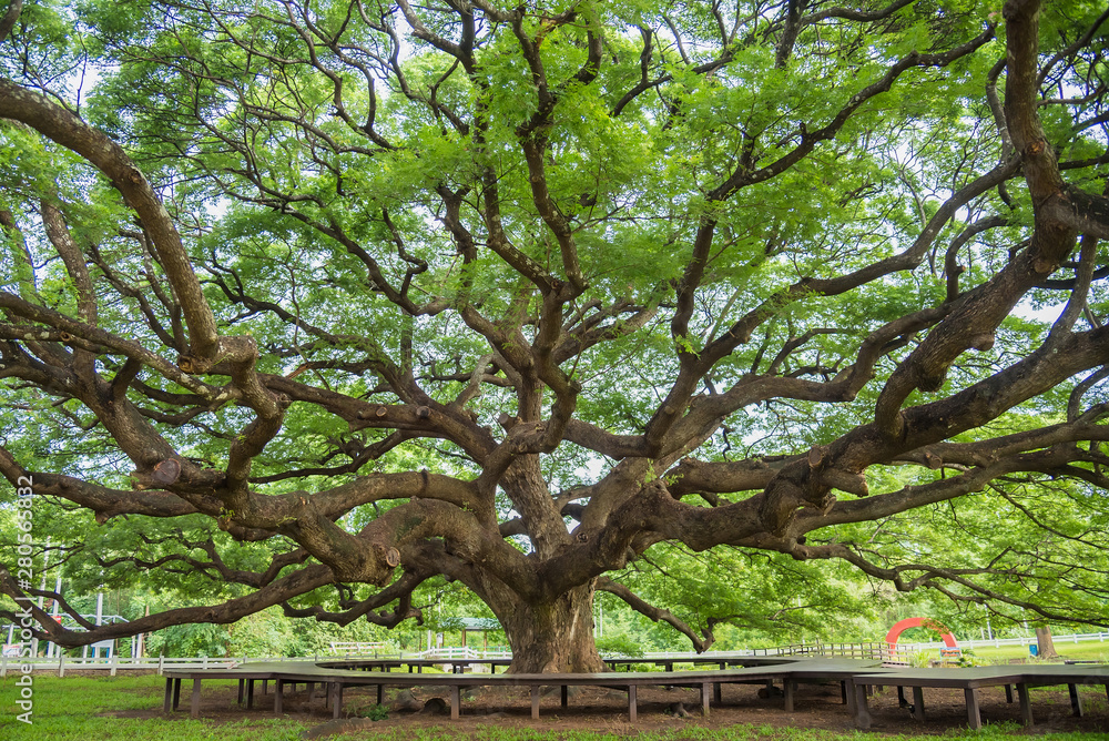 Giant Rain Tree of thailand.Giant tree over a hundred years old. Stock ...