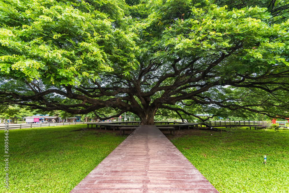 Giant Rain Tree of thailand.Giant tree over a hundred years old. Stock ...