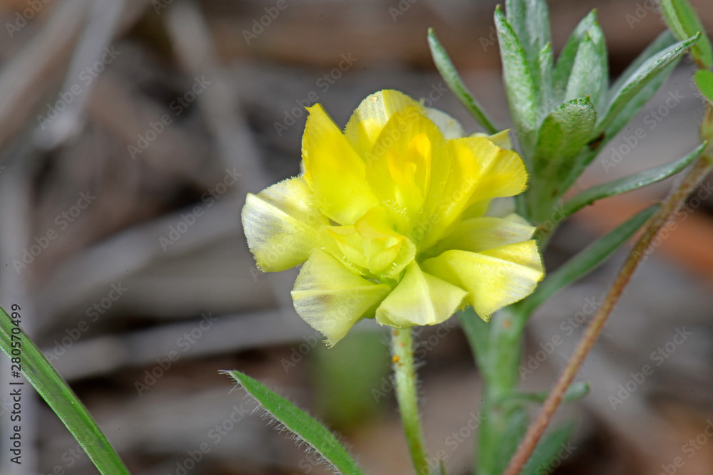 Gold-Klee (Trifolium cf. aureum) auf Tilos, Griechenland - large hop ...