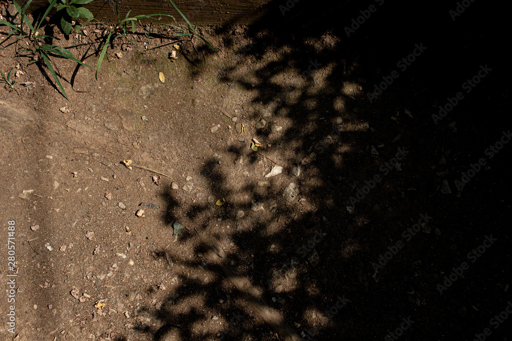 Tree Shadow in Local Mountain, Seoul, Korea Stock Photo | Adobe Stock